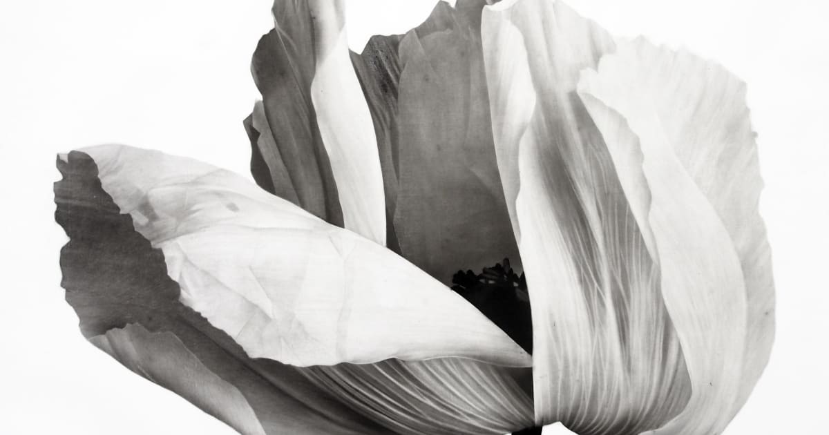 Works - Jonathan Delafield Cook | Purdy Hicks Gallery