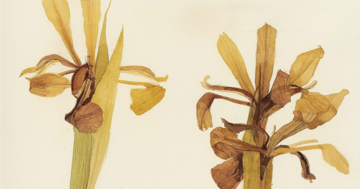 Works - Victoria Crowe RSA OBE | Royal Scottish Academy