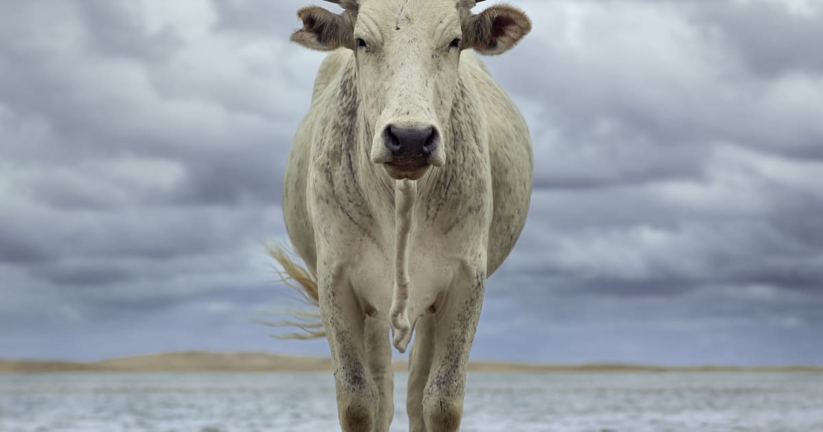 Daniel Naudé: The Bovine Prophecy - Overview | Print Sales Gallery ...