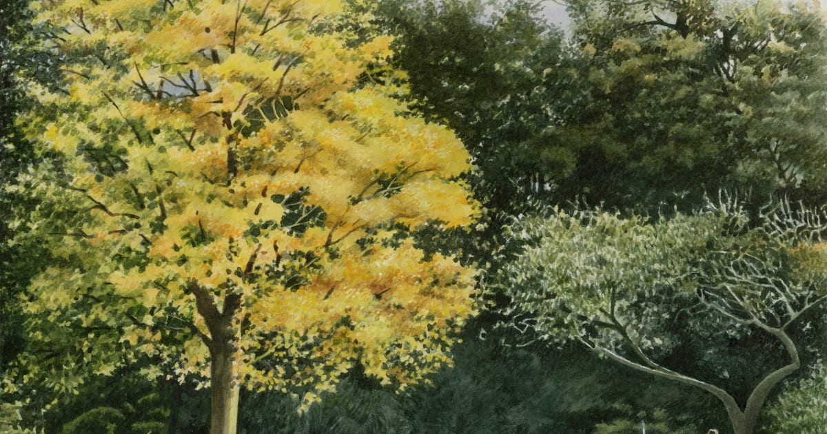 Liz Butler RWS, Glorious Maple in the October Sunshine | Bankside Gallery