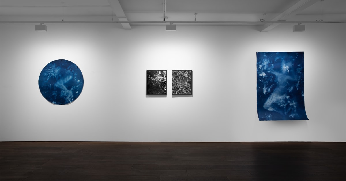 Janelle Lynch | Endless Forms Most Beautiful | Flowers Gallery