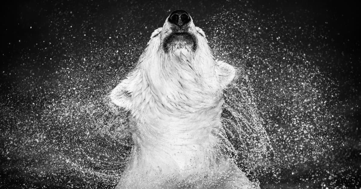 David Yarrow, Diamonds in the Sky, 2010 | Maddox Gallery