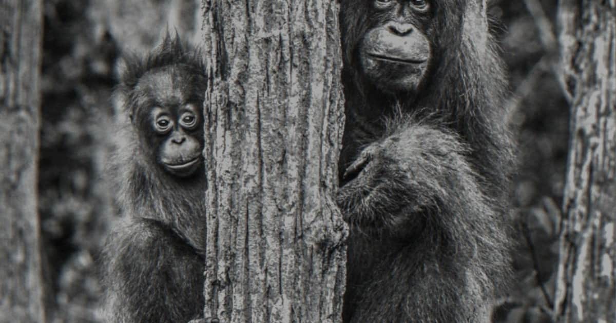 David Yarrow, Family Tree, 2018 | Maddox Gallery