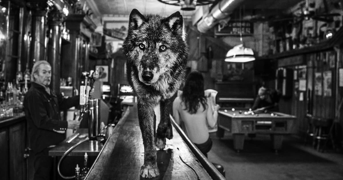 David Yarrow, The Wolf of Main St II, 2017 | Maddox Gallery