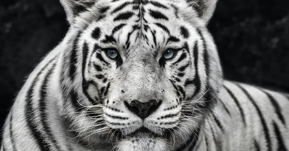 David Yarrow, Mohan, 2022 | Maddox Gallery