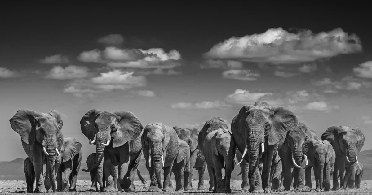 David Yarrow Prints for Sale | Maddox Gallery