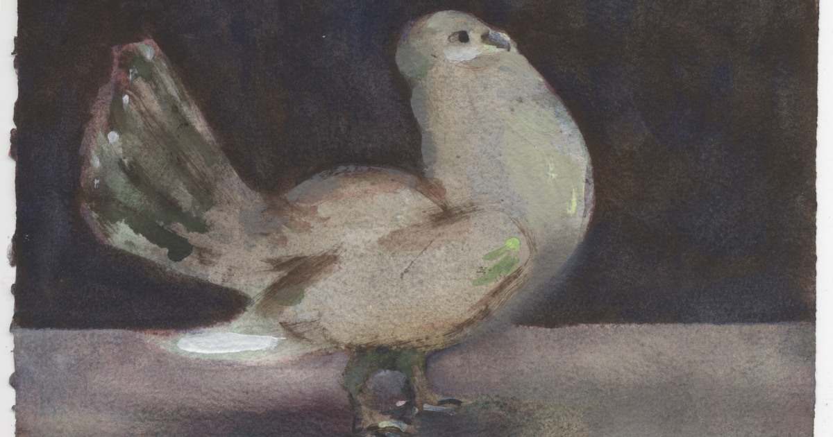 Charles Williams, Preening Pigeon V1 | Small Works | Royal Watercolour ...
