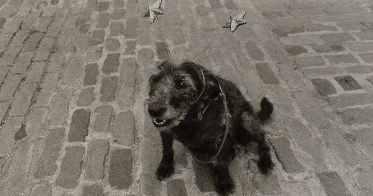 Jill Freedman, Space Cadet (A dog wearing deely bobbers in Covent ...