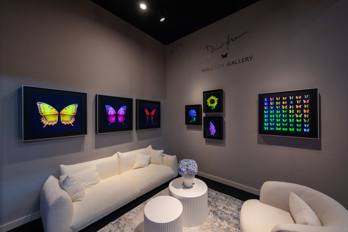 Dominic Harris | Halcyon Gallery