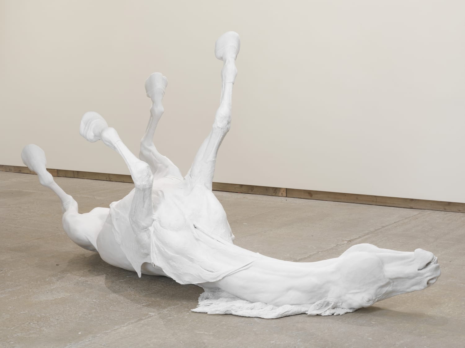 daphne wright primate