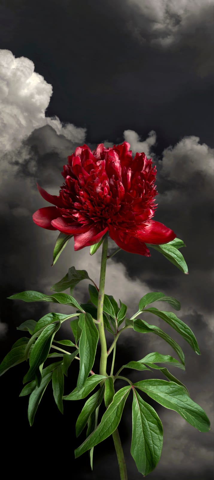 Valerie Sparks, Dark Peony 1, 2023 | Bett Gallery