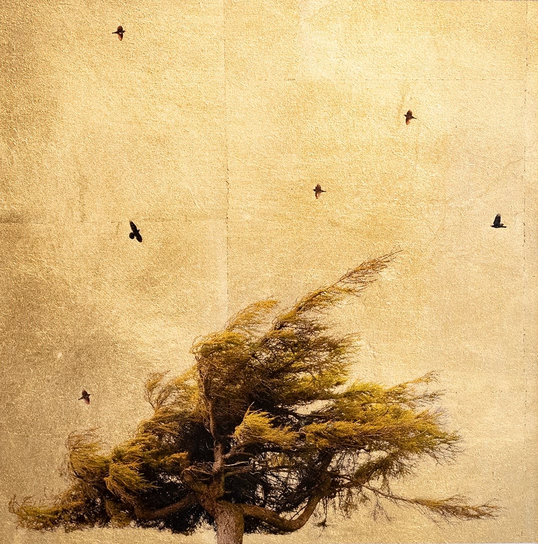 Robert Pereira Hind, Larix Decidua | Graystone Gallery