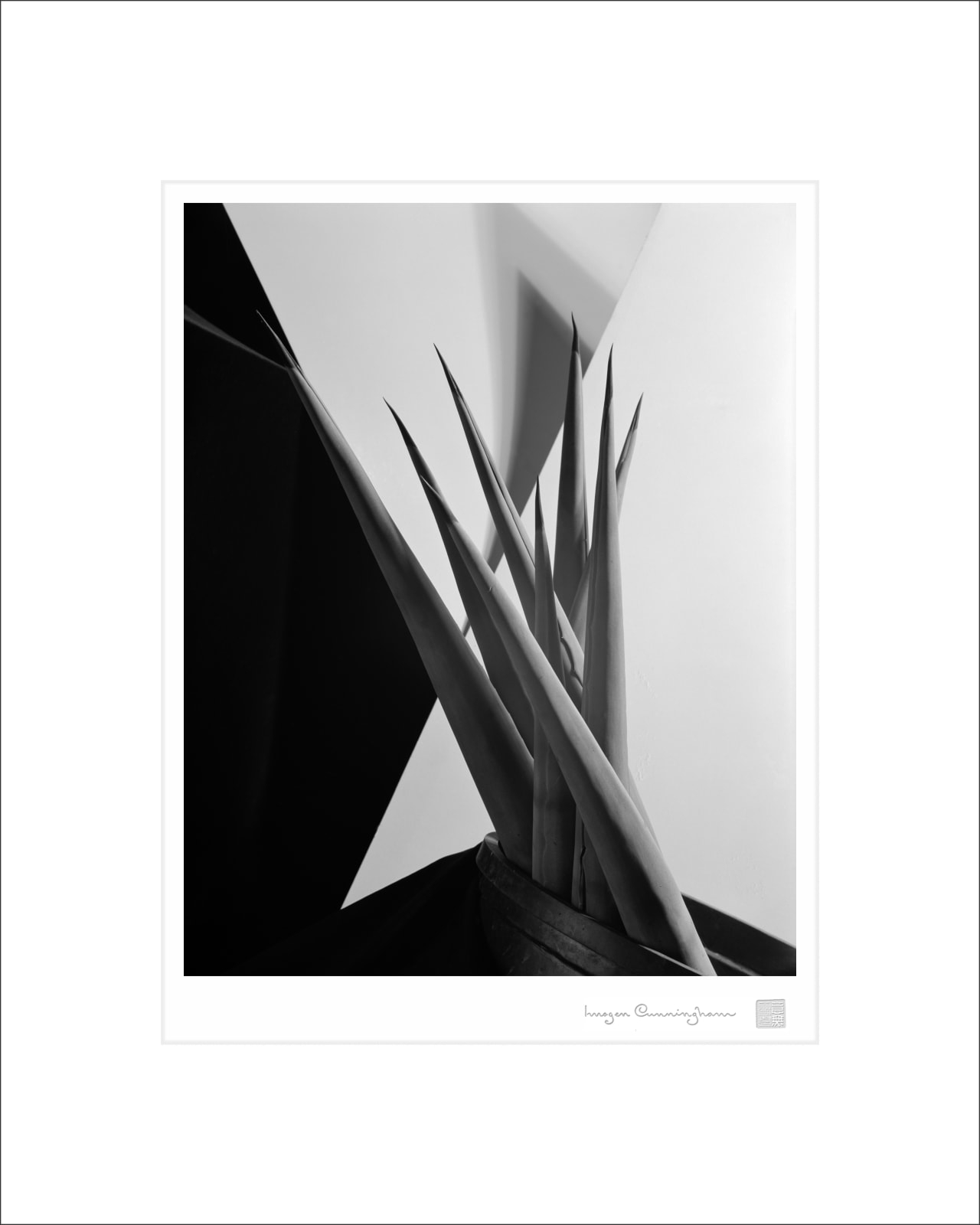 Imogen Cunningham Architecture Lot Imogen Cunningham, Bud Of The