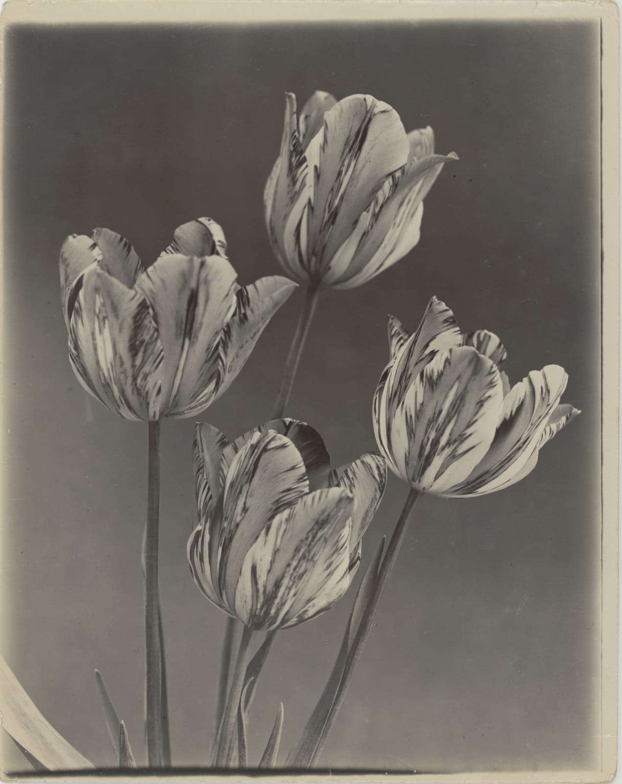 Charles Jones, Tulip, May Flowering, c. 1900 | Michael Hoppen Gallery