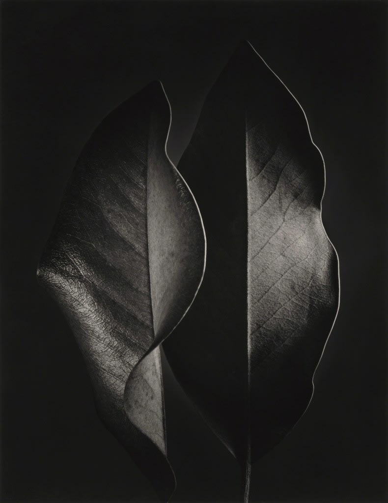 Ruth Bernhard, Two Leaves, 1952 | Peter Fetterman Gallery