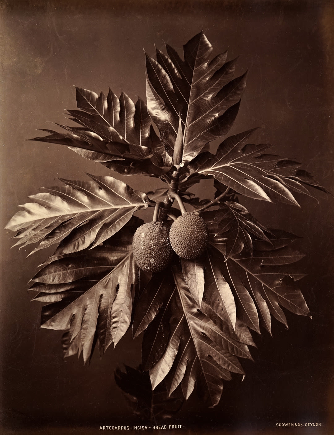 Charles Scowen, Artocarpus Incisa, Bread Fruit, c. 1870-1879 | Peter ...