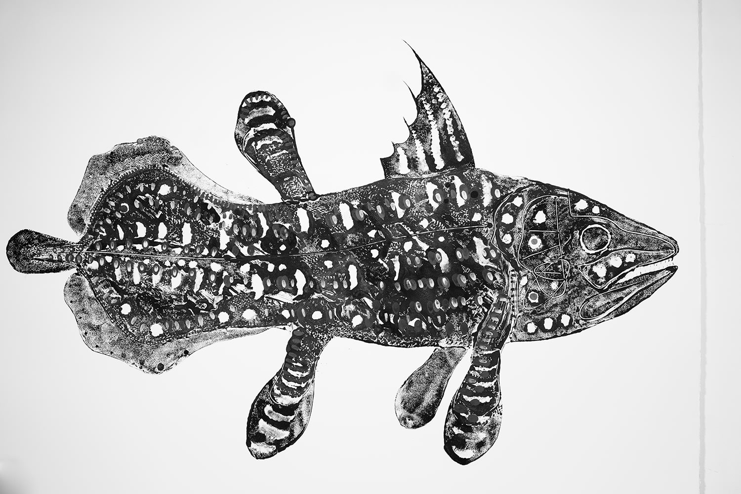 Stuart Mackenzie RSA, Species Morphology / Coelacanth Evolution 4 ...