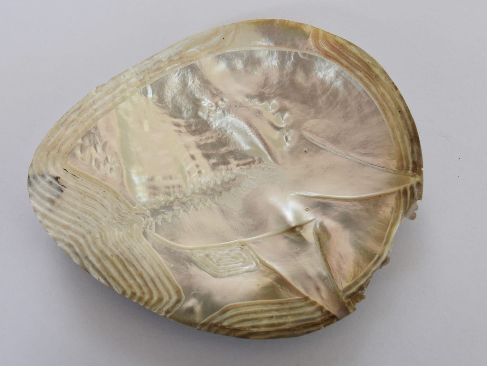 Sebastian Arrow, Jalinyi - Shark Motif, 2022 | Short St Gallery