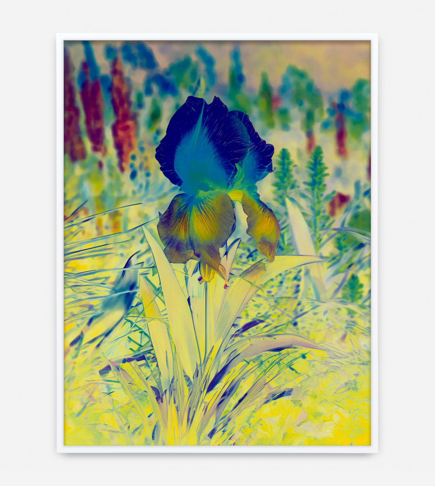 Lisa Oppenheim, Här Steichen Version VII, 2025 | Tanya Bonakdar Gallery