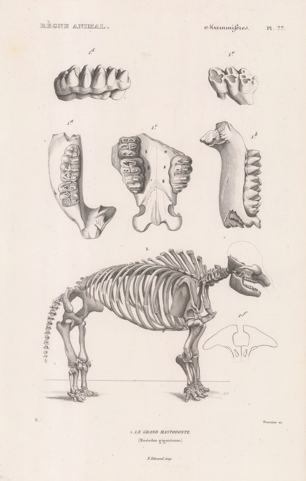 Baron Georges Cuvier, Paleontology - Mastodon, 1849 | The Map House