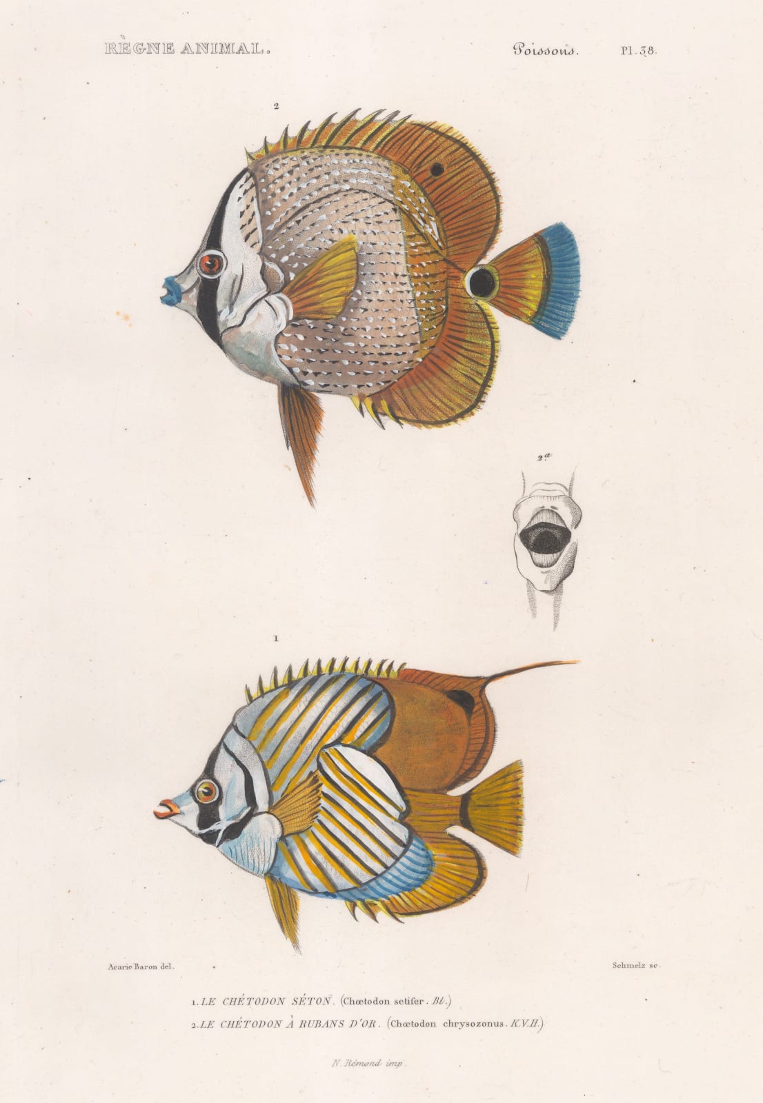 Baron Georges Cuvier, Sailfish , 1849 | The Map House