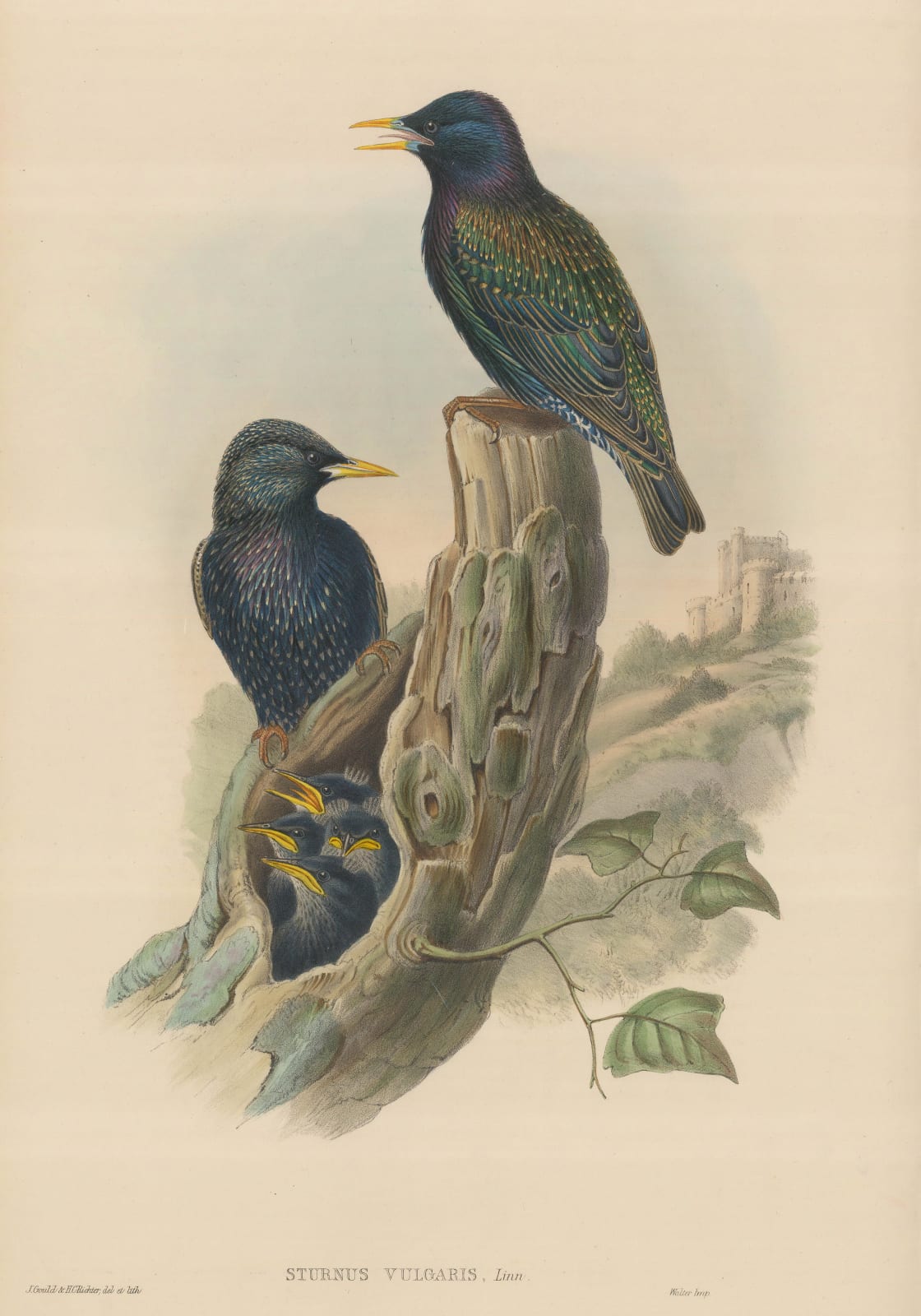 John Gould, Starling - European Starling, 1873 c. | The Map House