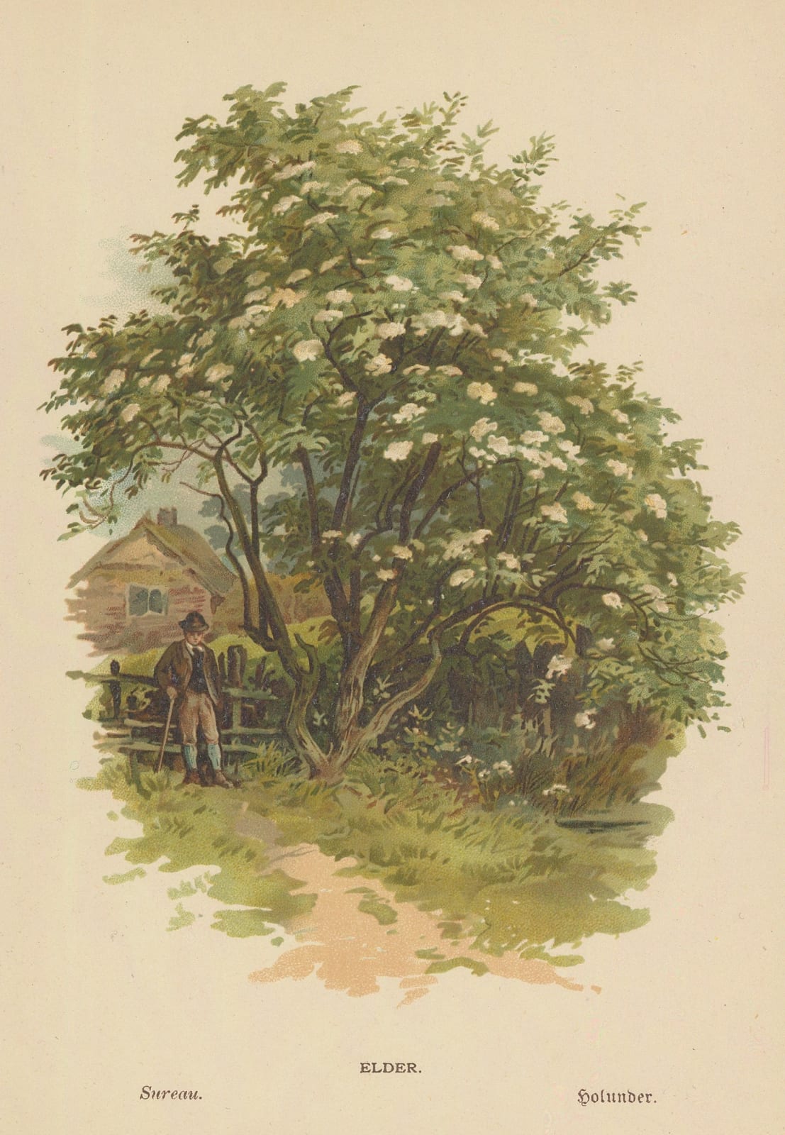 George Boulger, Elder Tree, 1875 | The Map House