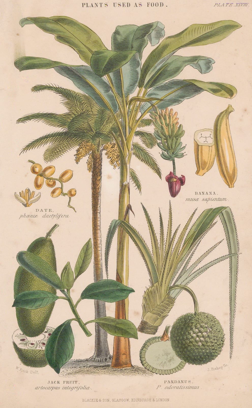 William Rhind, Medicinal Plants, 1855 | The Map House