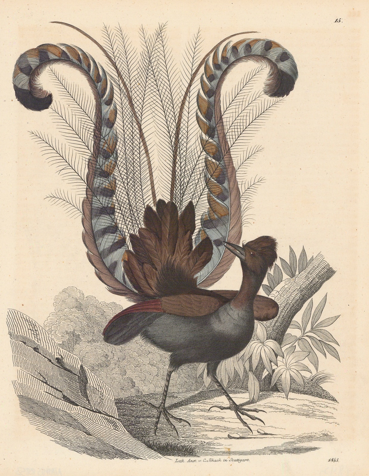 Carl Hoffmann, Lyrebird, 1843 | The Map House