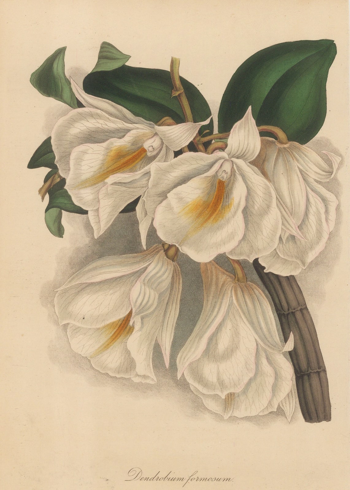 Sir Joseph Paxton, Orchid, 1839 | The Map House