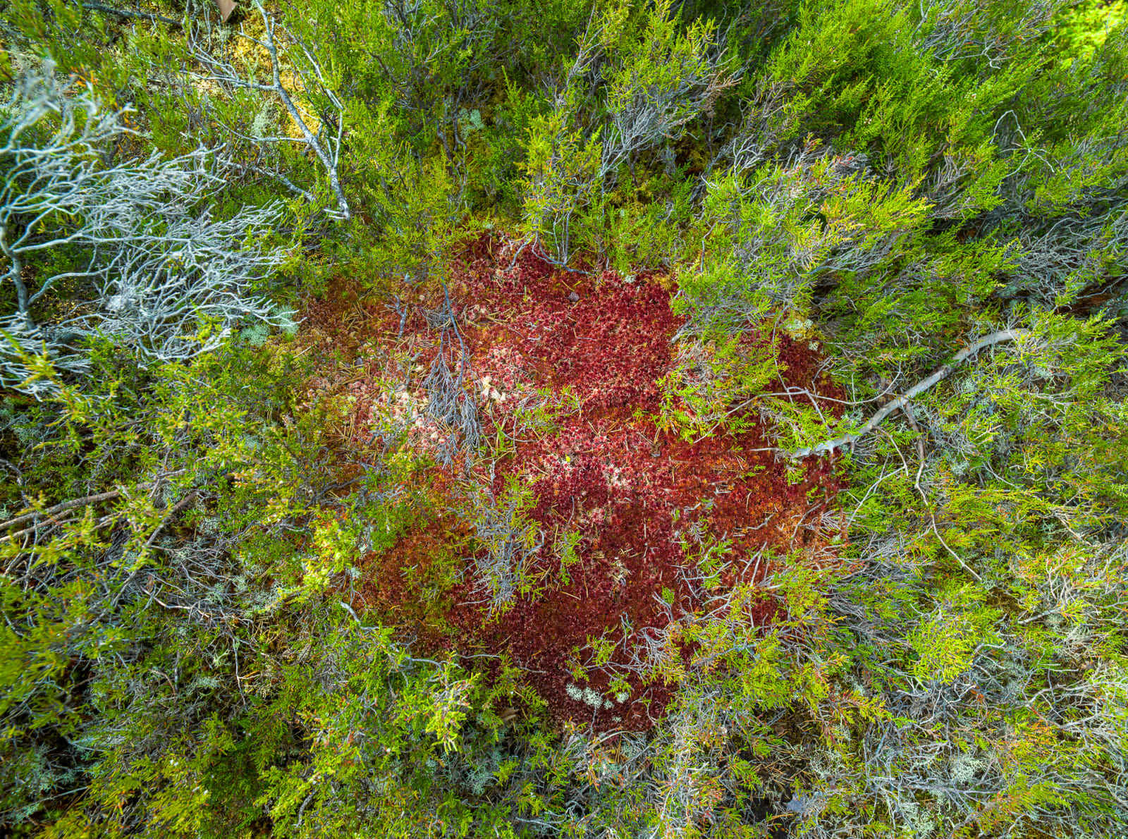 Adrian Houston, The Queen's Green Canopy Detail Loch Maree V, 2022 ...