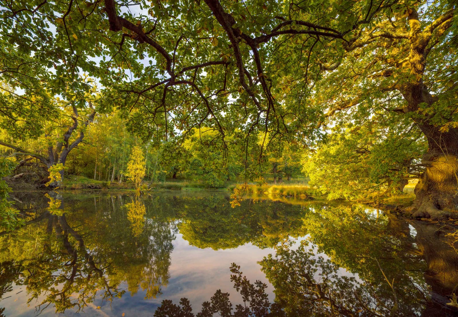 Adrian Houston, Ancient Woodland Old Oak Wood Dalkeith Scotland, 2022 ...