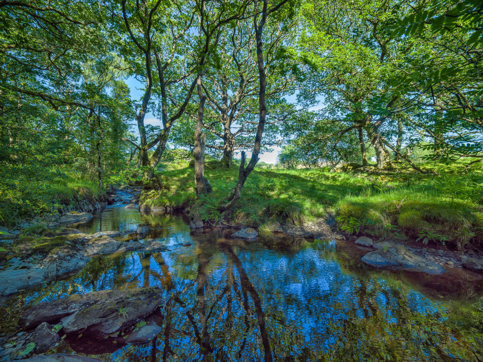 Adrian Houston, Ancient Woodland - Wood of Cree II Dumfries and ...
