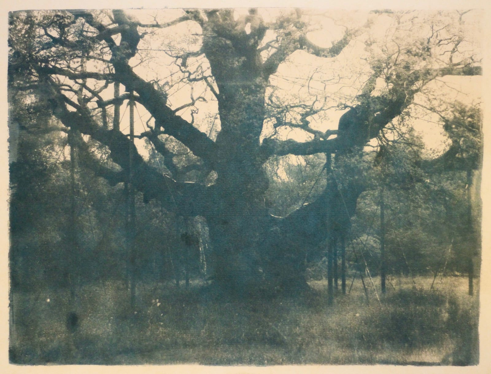 Epha J. Roe, Major Oak, Sherwood Forest, Nottingham | The Tree Art Gallery