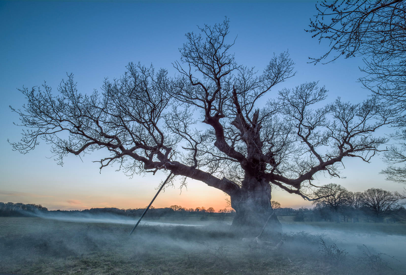 Adrian Houston, Ancient Tree Signing Oak Windsor Winter, 2022 | The ...