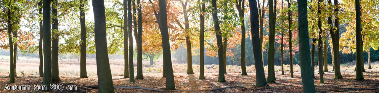 David Anthony Hall, Autumn Sun 3/15 | Thompson's Gallery