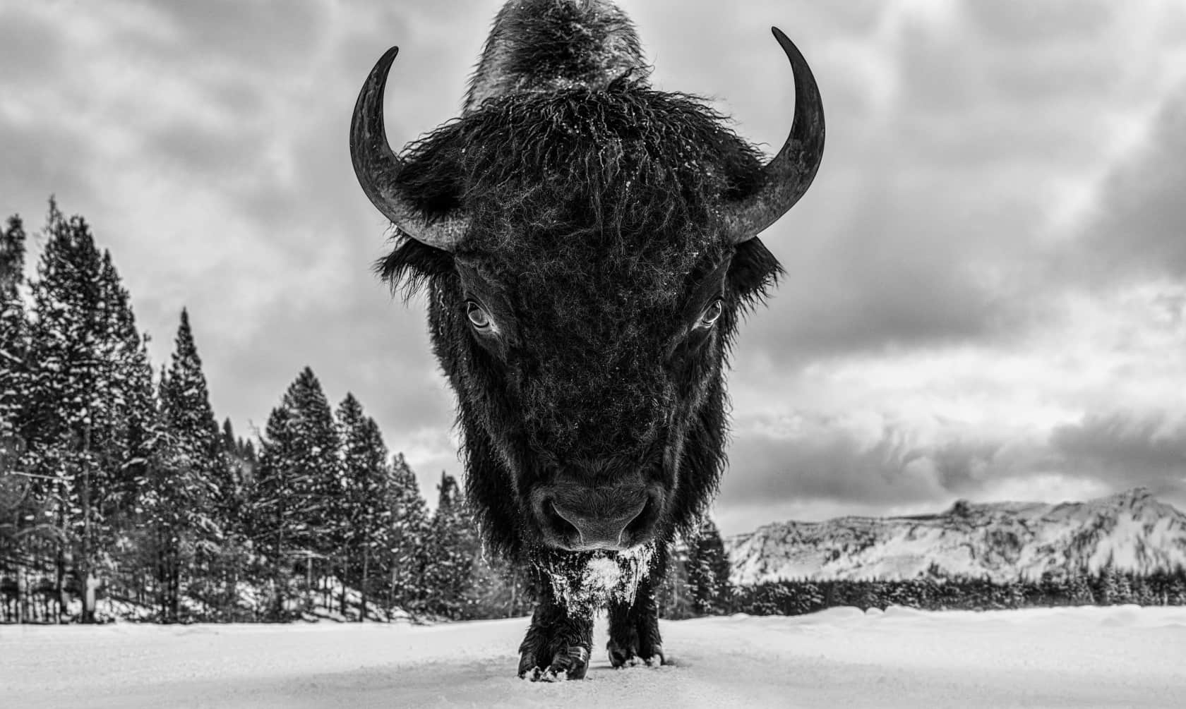 David Yarrow, Road Rage, 2026 | Maddox Gallery