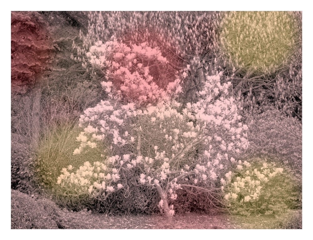 Helen Sear, Spring Magnolia, 2020 | James Hyman Gallery