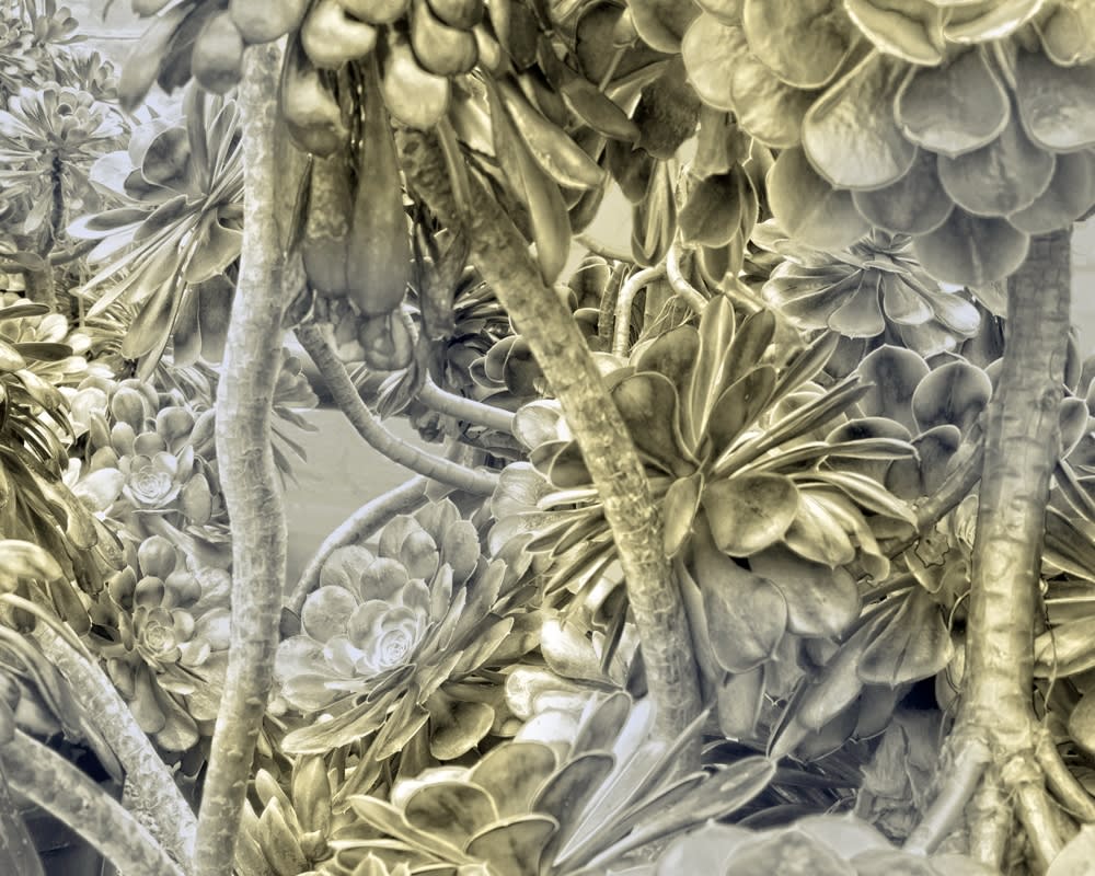 Helen Sear, Succulent 1, 2020 | James Hyman Gallery