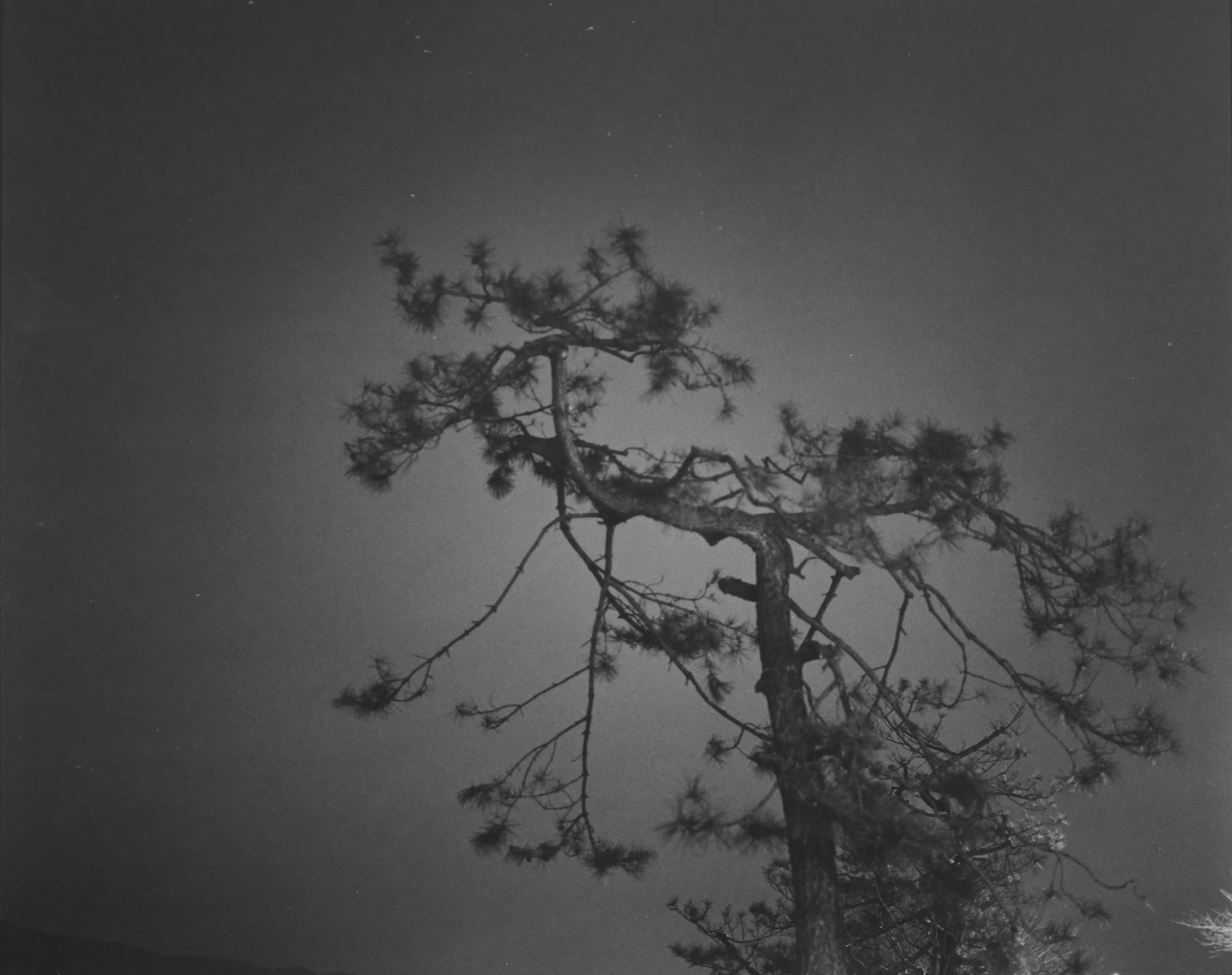 Huang Rui, Water in Pine 4, 2000 | 10 Chancery Lane Gallery