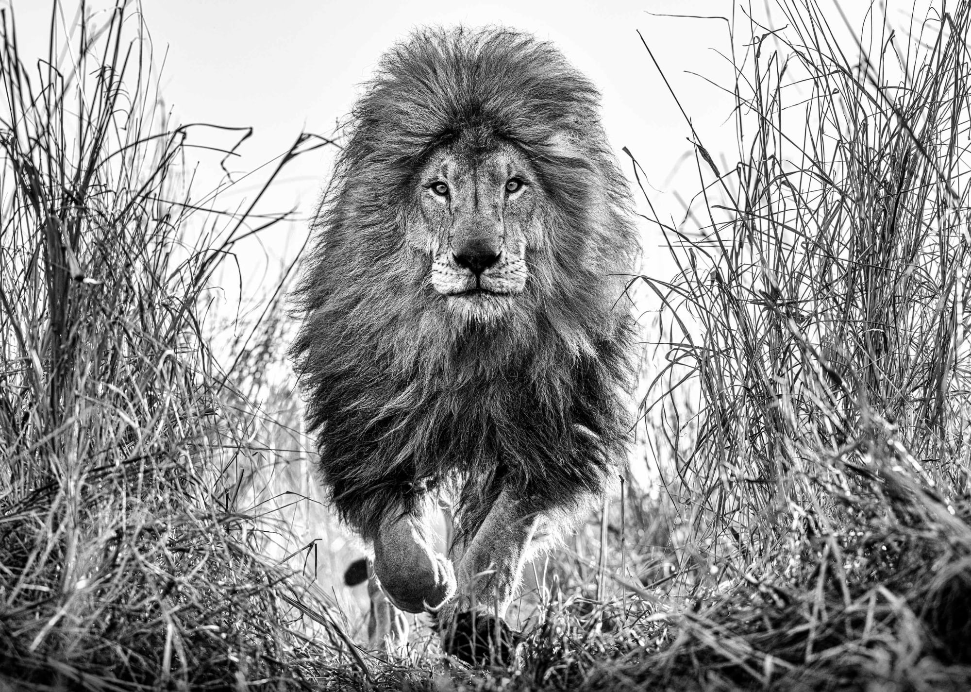 David Yarrow, Fully Engaged | Gib Singleton Gallery