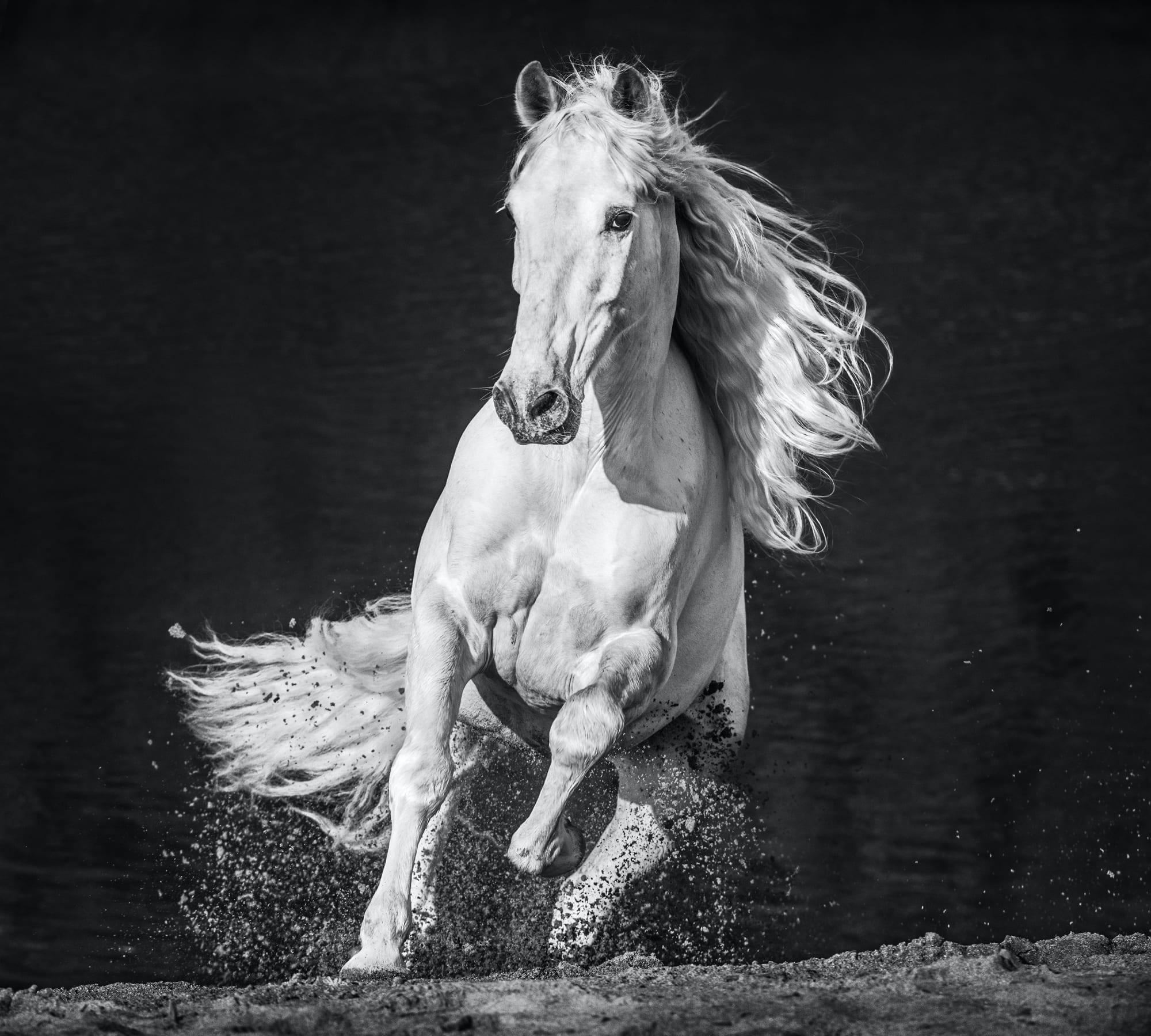 David Yarrow, Horsepower | Gib Singleton Gallery