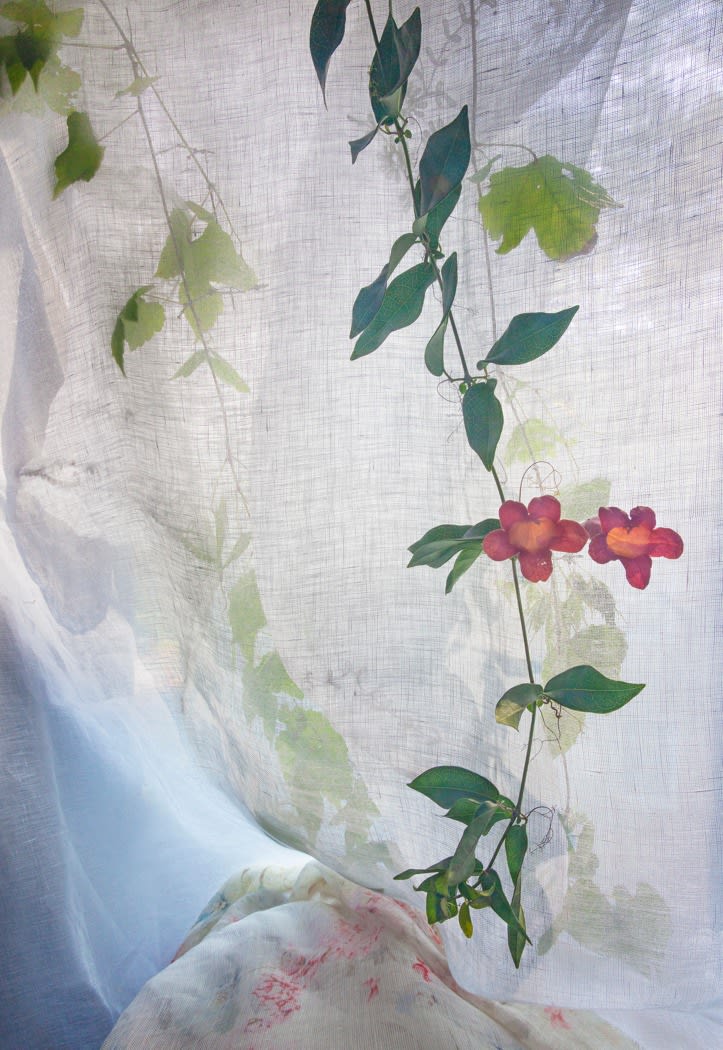 Pam Fox, Trumpet Vine 3, 2025 | Bond Millen Gallery