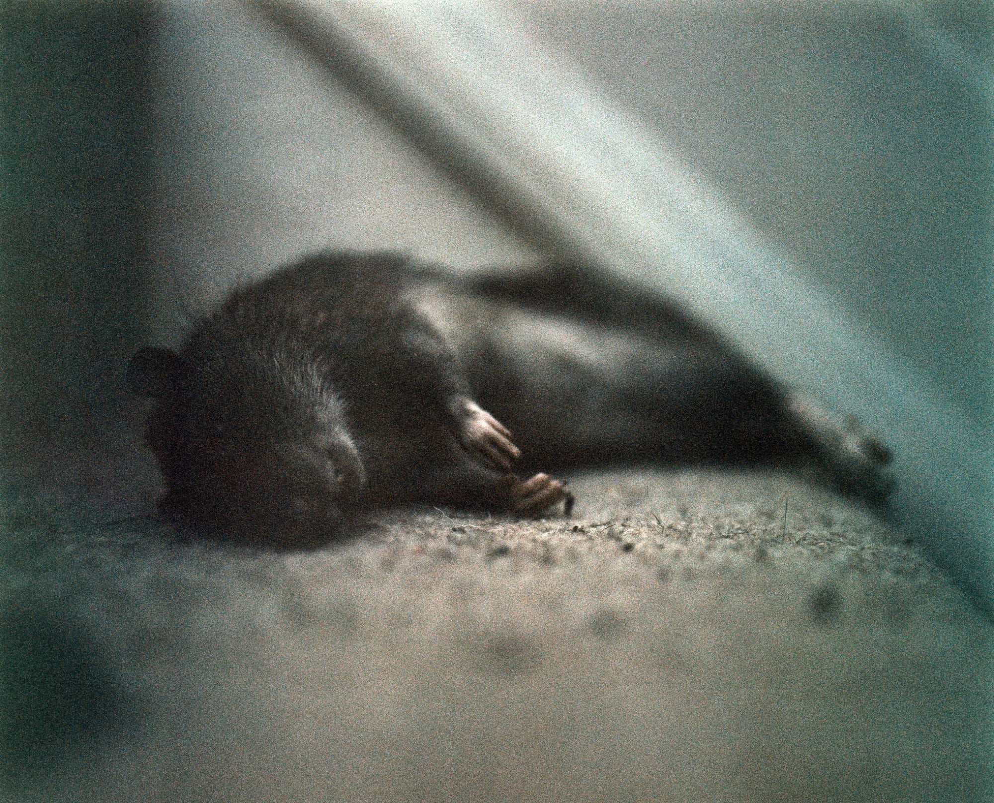 Tom Beard, What The Cat Dragged In 1, 2009 | Cob Gallery