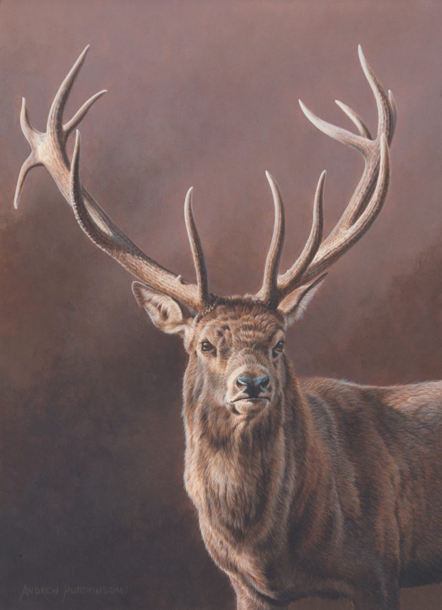 Andrew Hutchinson RMS, Portrait of a Stag | McEwan Gallery