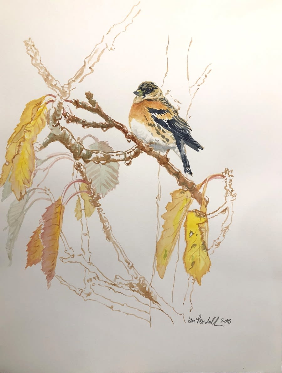 Ian Rendall, Brambling Sketch | McEwan Gallery