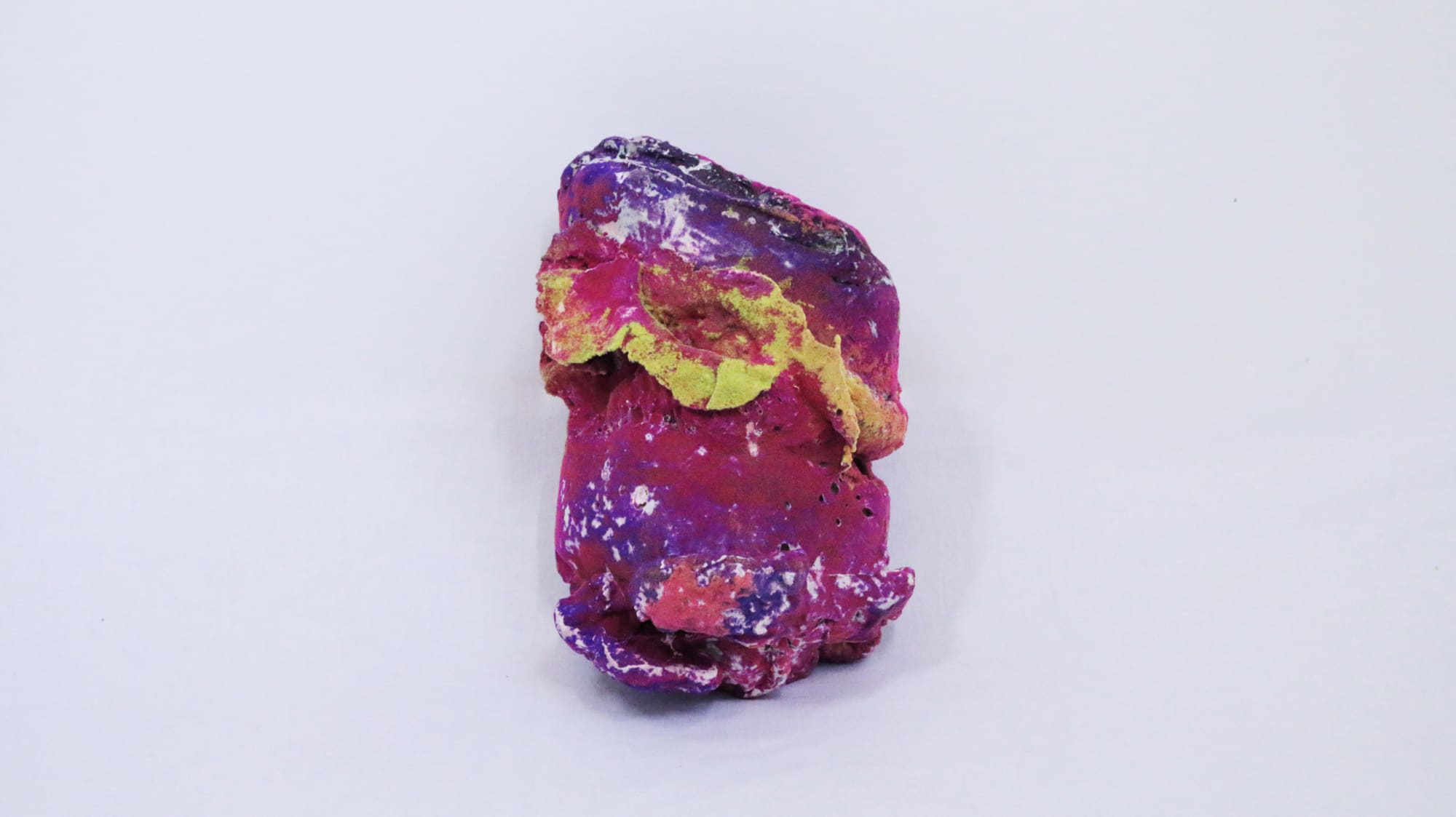 Pedro Matias, Rachyphyllia Open Coralia | Rademakers Gallery