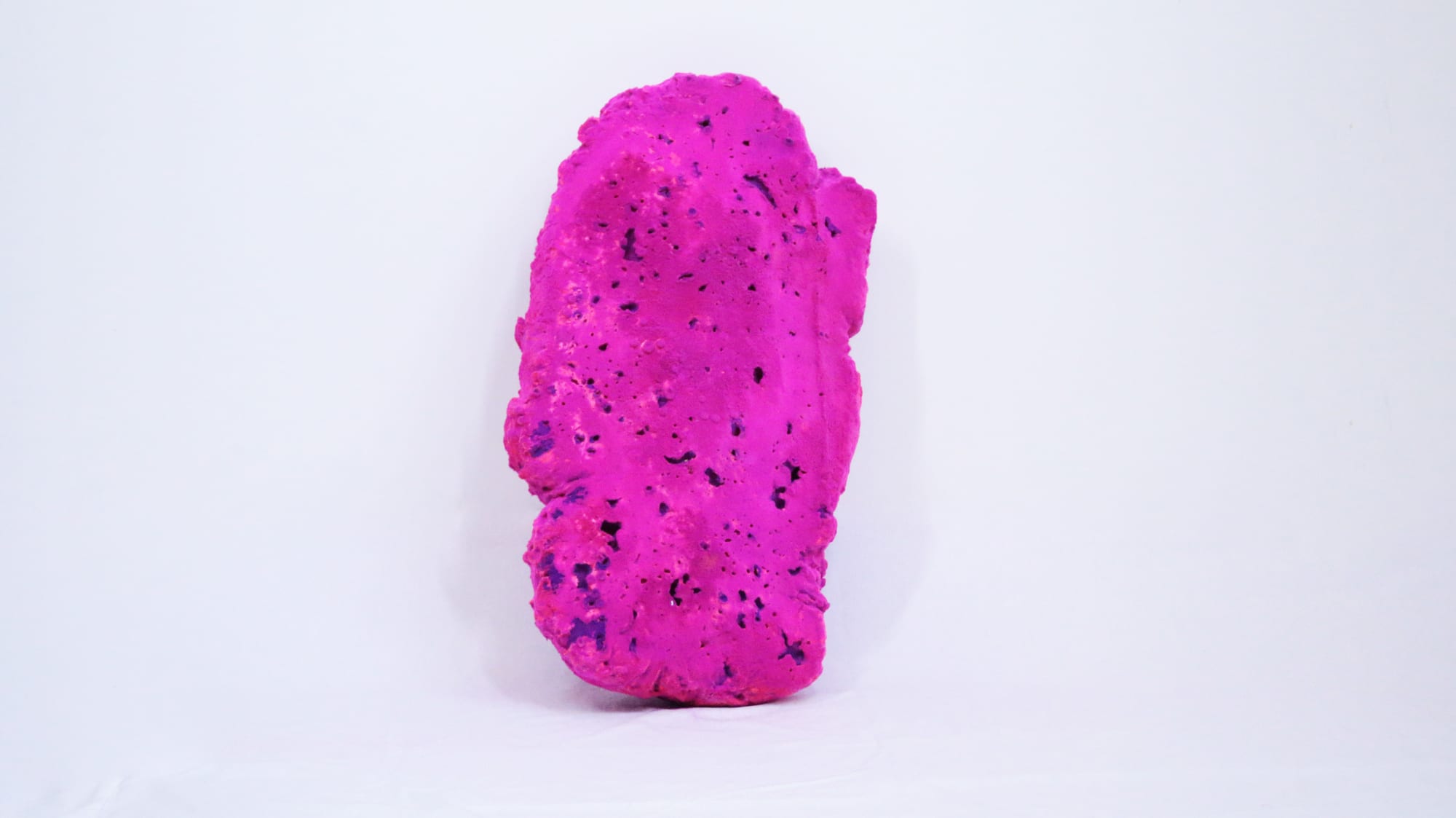 Pedro Matias, Stylophora pistillata Coralia | Rademakers Gallery