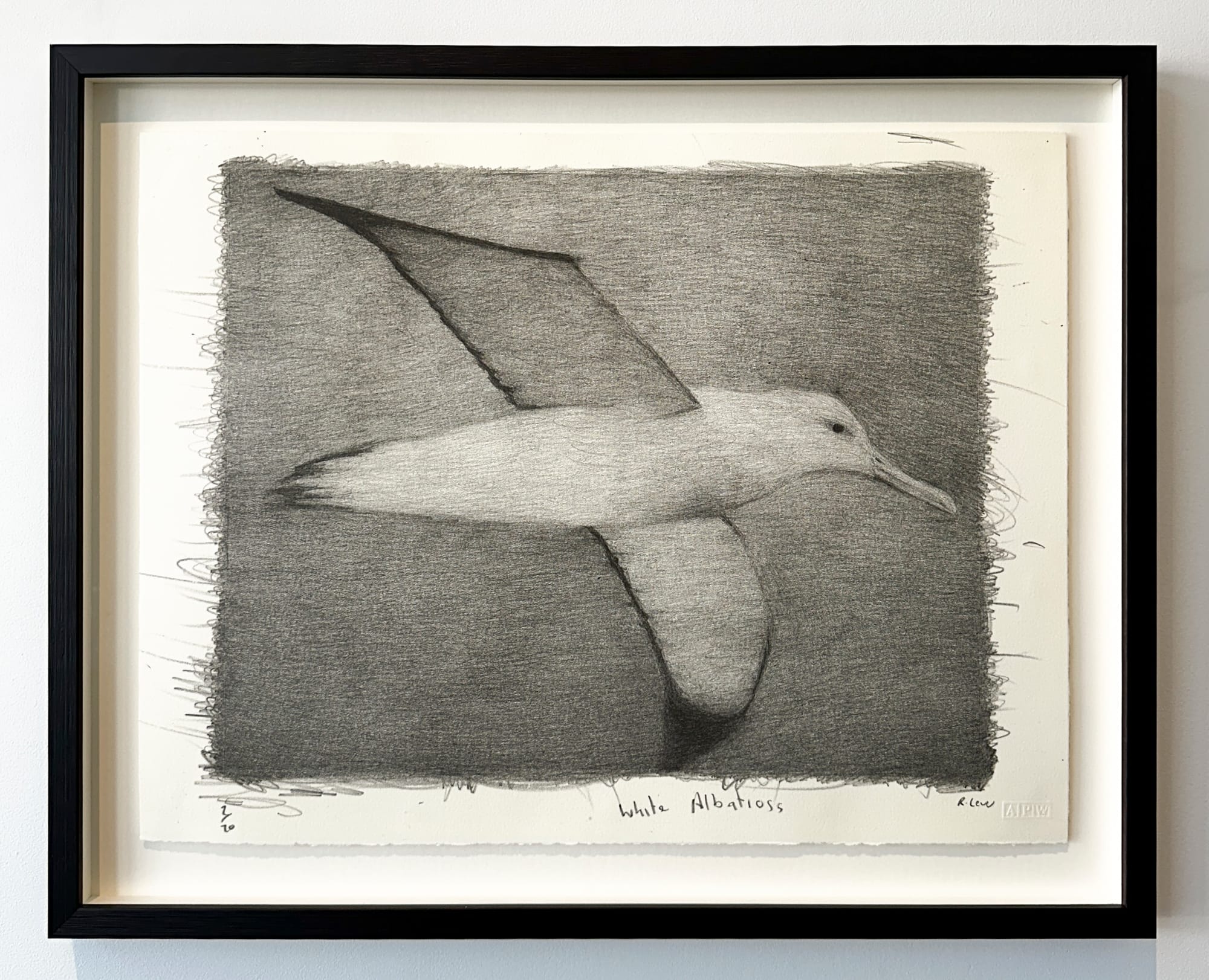Richard Lewer, White Albatross, 2024 | {Suite} Gallery