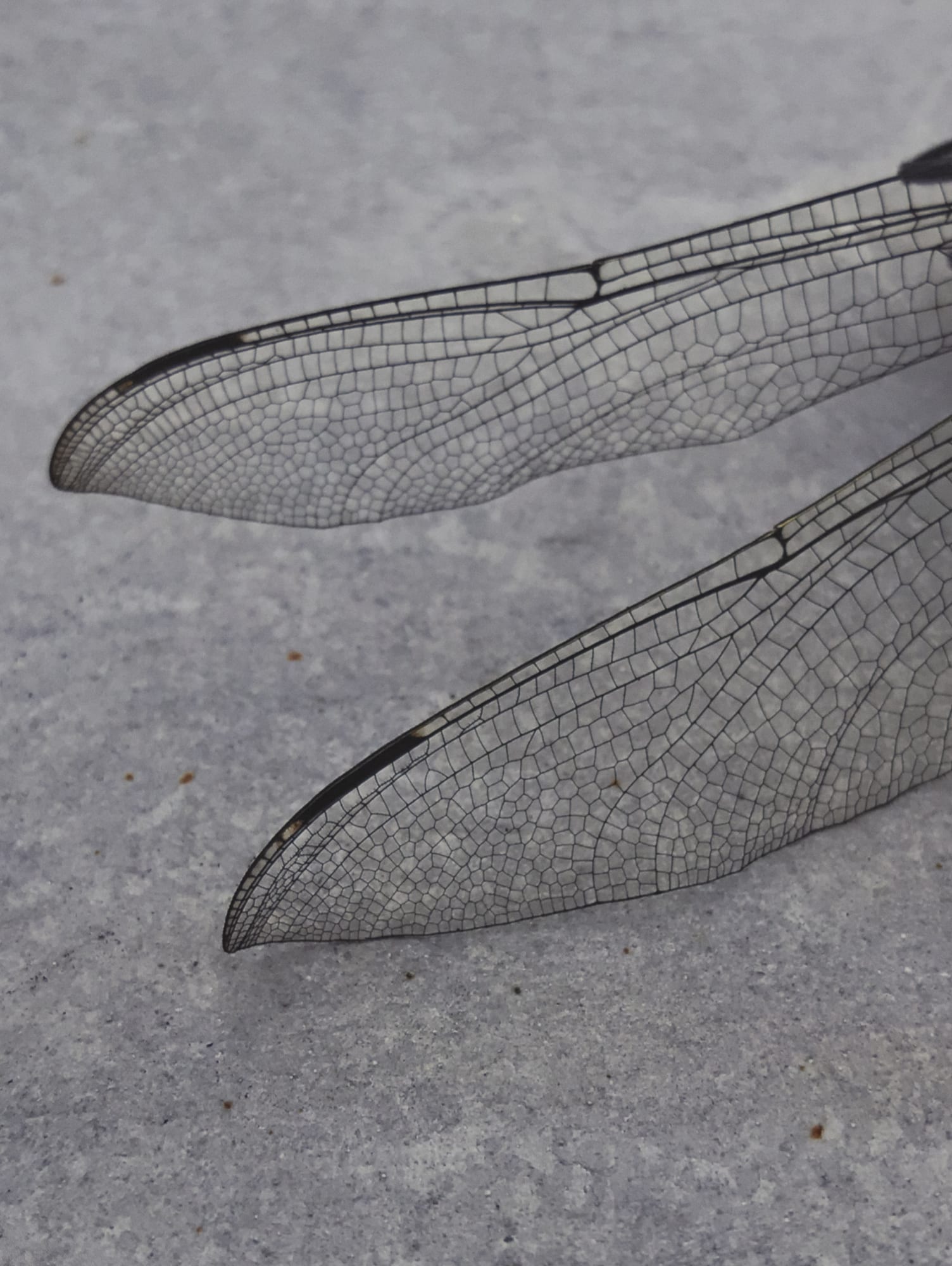 Peter Peryer, Wings, Japan, 2017 | {Suite} Gallery